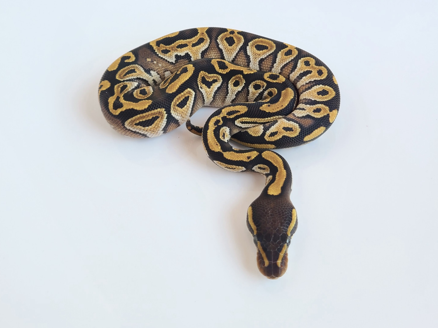 Mojave/Mystic Ball Python by Crypticoils Pythons - MorphMarket