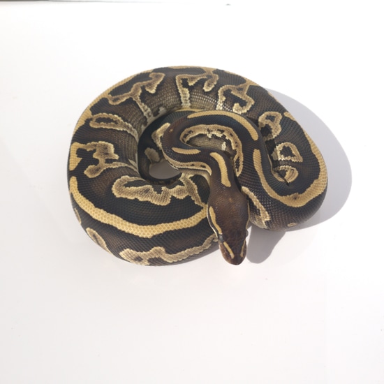 Leopard Mojave/Mystic Ball Python by Crypticoils Pythons