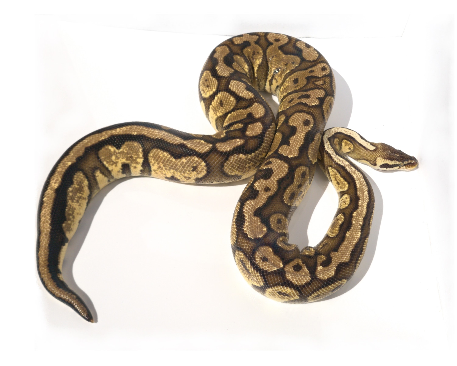 Pastel Red Stripe Yellowbelly [Proven] Ball Python by Crypticoils ...