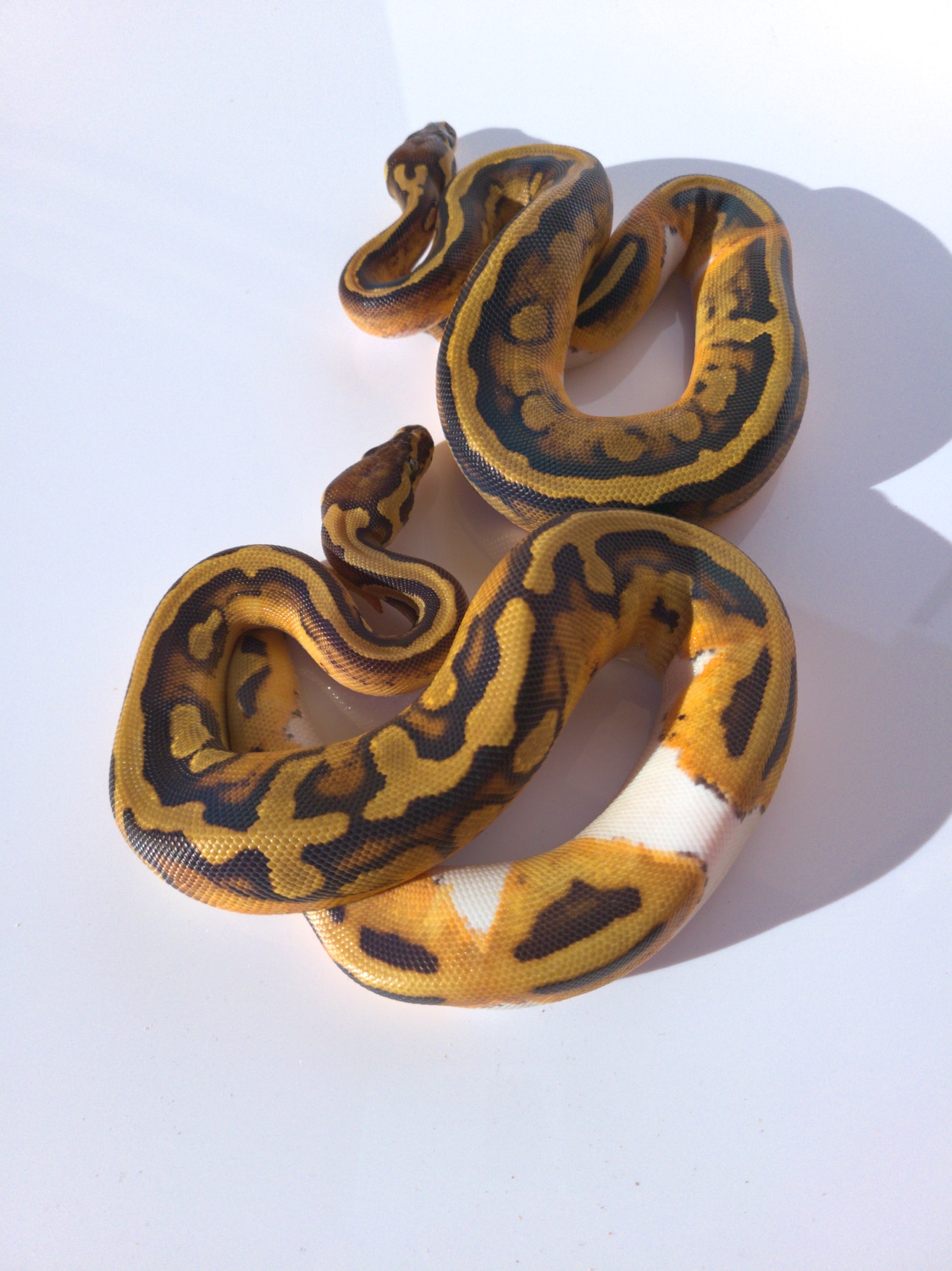 Trojan Pied Vanilla 50% Het Hypo Ball Python by Crypticoils Pythons ...