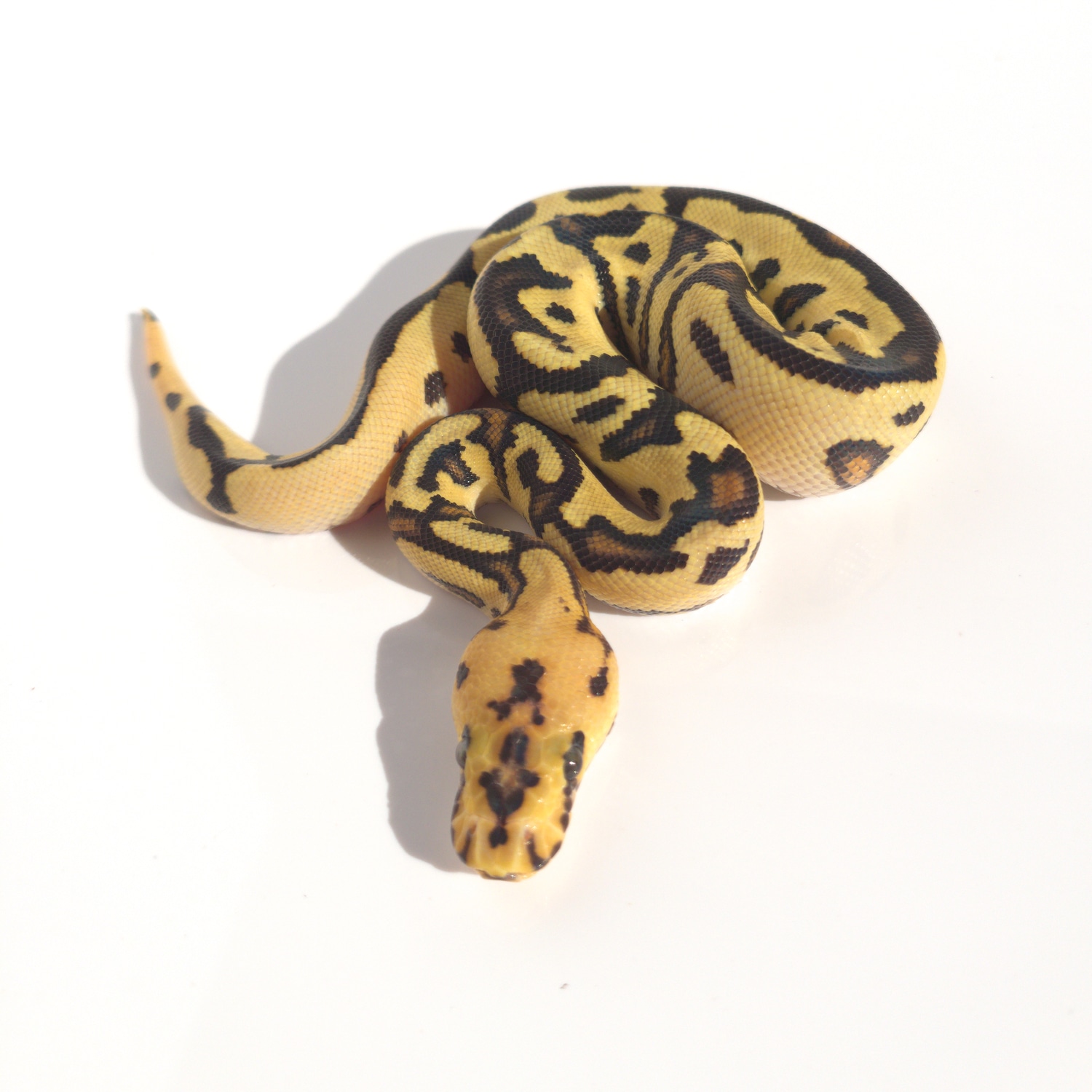 Fire Spotnose Clown Het Hypo Ball Python by Crypticoils Pythons ...