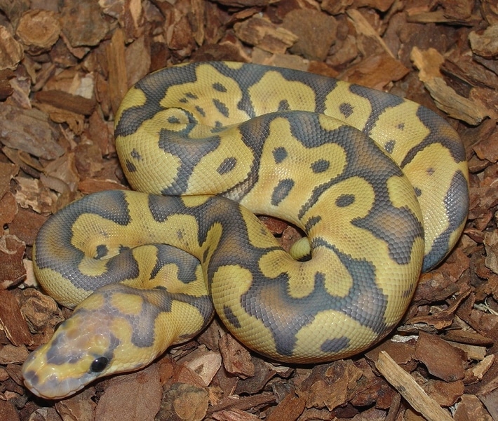 Hypo Clown Ball Python by Crypticoils Pythons - MorphMarket