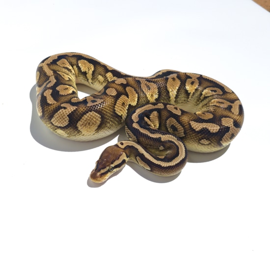 Pastel Mystic Calico Het Hypo Ball Python by Crypticoils Pythons