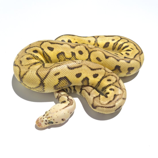 Firefly Spotnose Clown Het Hypo Ball Python by Crypticoils Pythons