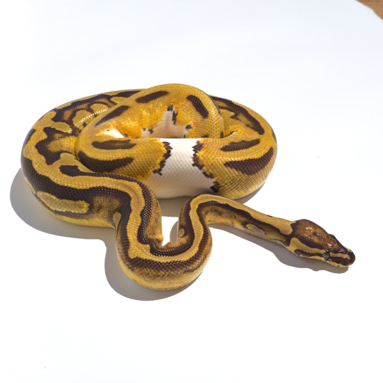 Trojan Pied Het Hypo Ball Python by Crypticoils Pythons