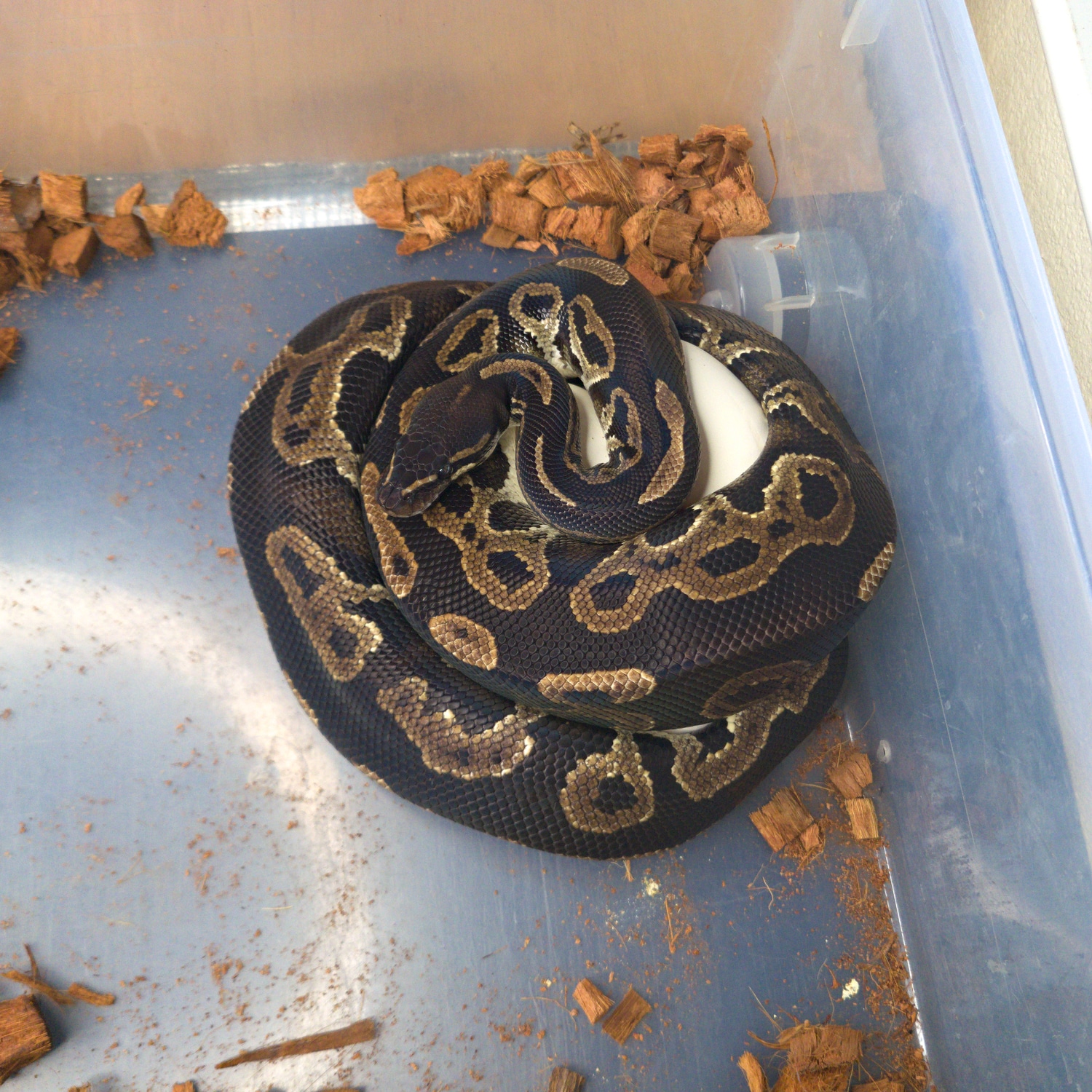 Ball Python Clutch: 23-07 by Crypticoils - MorphMarket