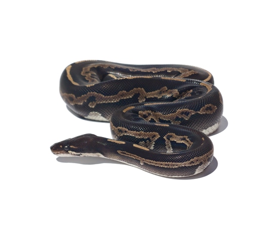 Black Head Leopard Mystic [Proven] Ball Python by Crypticoils Pythons