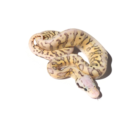 Red Stripe Superfly Het Clown Ball Python by Crypticoils Pythons
