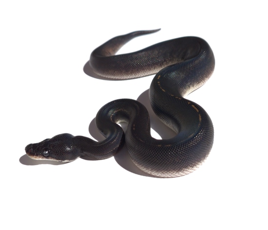 Black Head Leopard Black Pastel Mystic Ball Python by Crypticoils Pythons