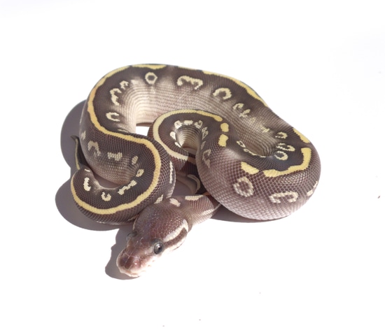 Black Head Super Mystic Ball Python by Crypticoils