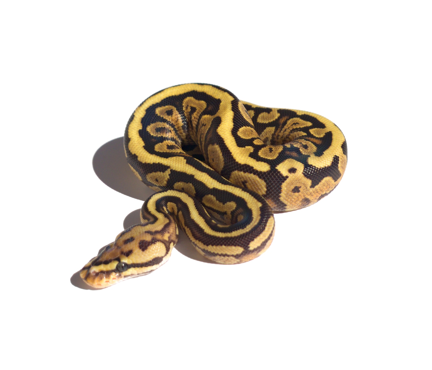 Spotnose Fire Het Clown Het Pied 50% Het Hypo Ball Python by ...