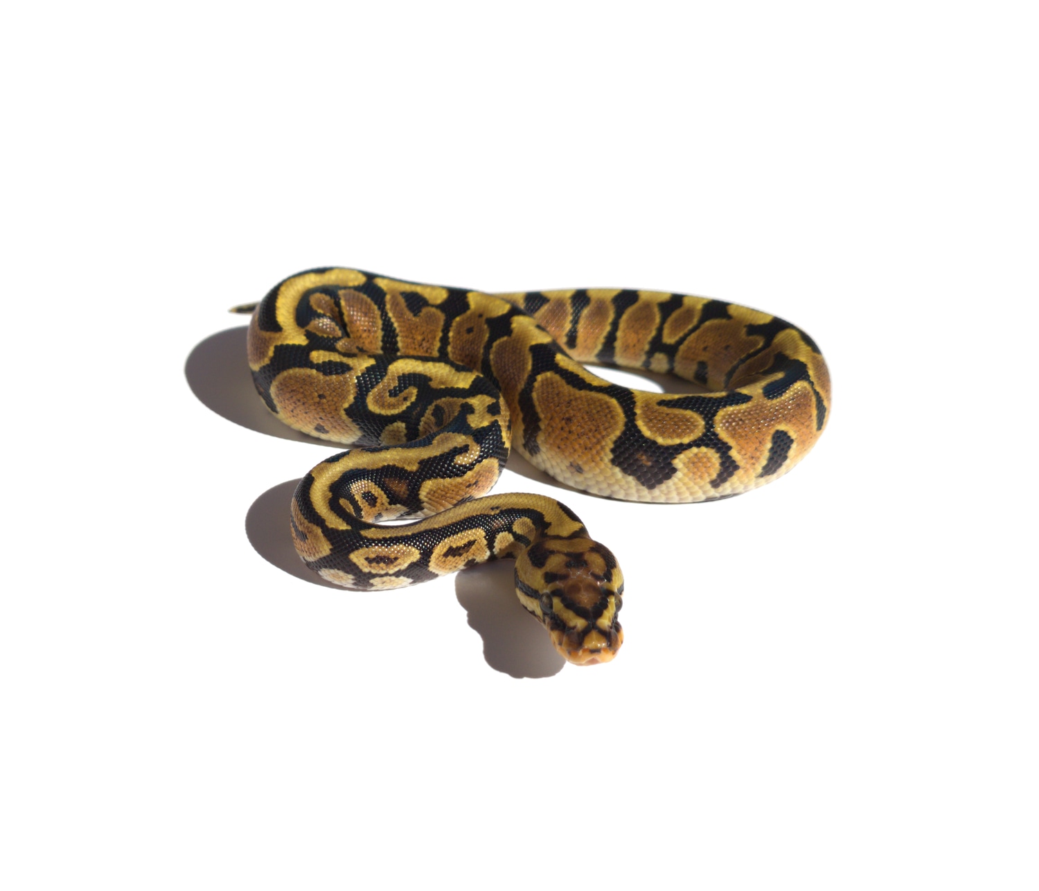Spotnose Het Clown Het Piebald 50% Het Hypo Ball Python by Crypticoils ...