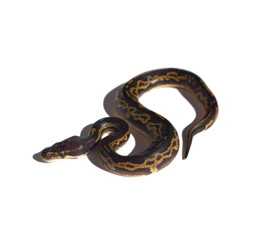 Trojan Black Head Leopard Red Axanthic Het Piebald Ball Python by ...