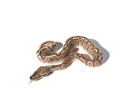 Bamboo Leopard 50% Het Piebald Ball Python by Crypticoils Pythons