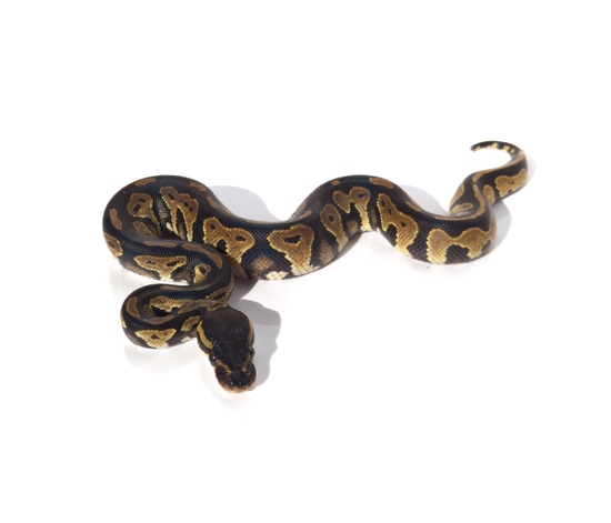 Black Head 50% Het Pied Possible Het Red Axanthic Ball Python by ...