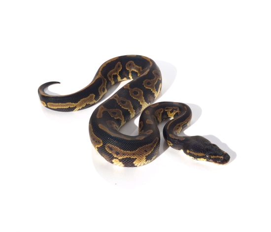 Black Head Leopard 50% Het Piebald Ball Python by Crypticoils Pythons