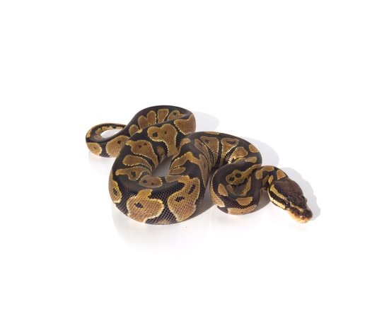 Trojan 50% Het Piebald Ball Python by Crypticoils Pythons