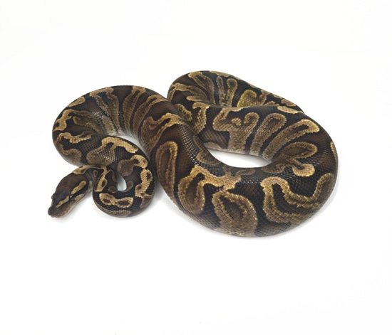 GHI Double Het Clown Hypo Ball Python by Crypticoils Pythons