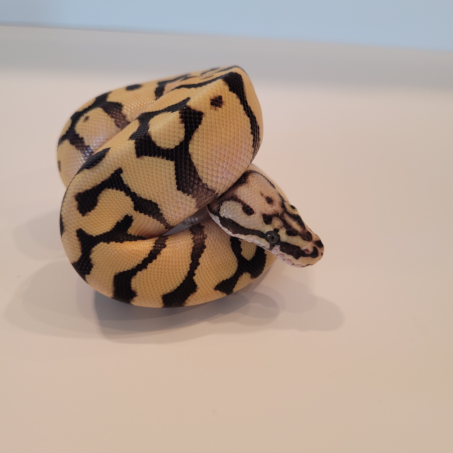 Enchi Spotnose Pastel Fire YB Ball Python by Cryptoconstrictors ...
