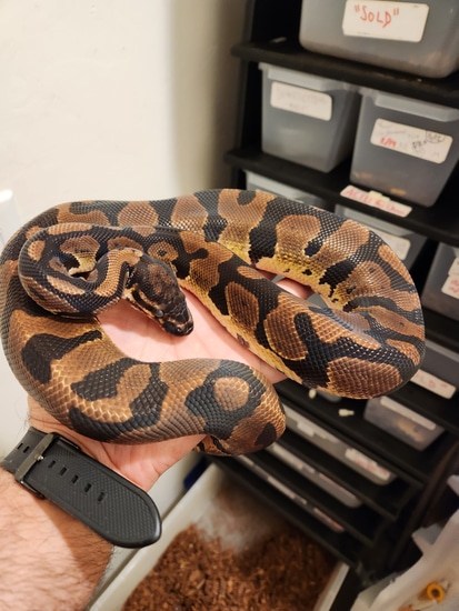20 Acid Ball Python by Cryptoconstrictors