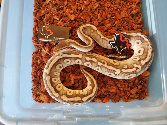 Mojave Inferno (Hidden Gene Woma, Pastel, Mojave, Yellow Belly, Granite ...