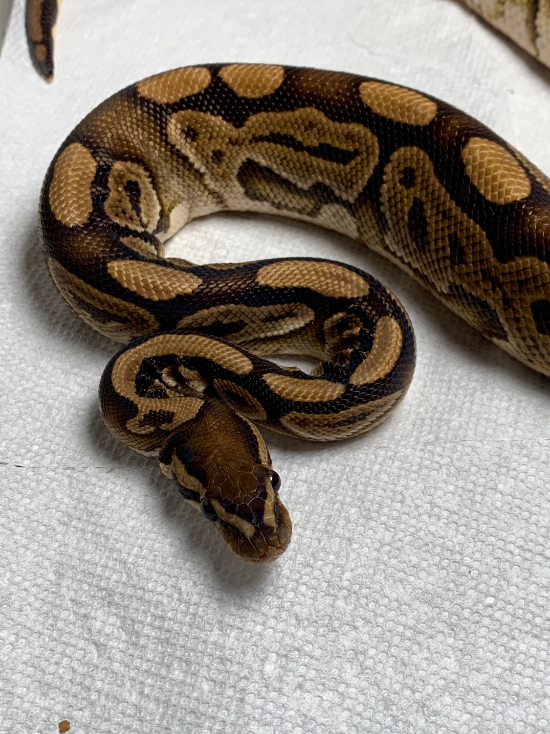 Black Pastel, Double Het For Dreamsicle (Het Lavender Albino, 66% Het ...