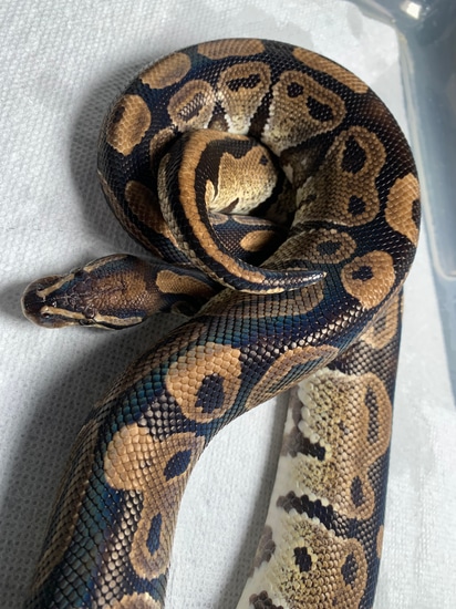 Wild Type 002 (#23) Ball Python by Creation Scales Lab