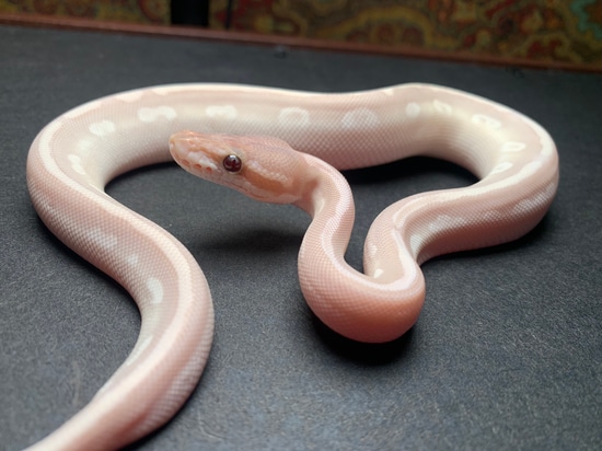 Banana Mystic Potion Ball Python by Creation Scales Lab