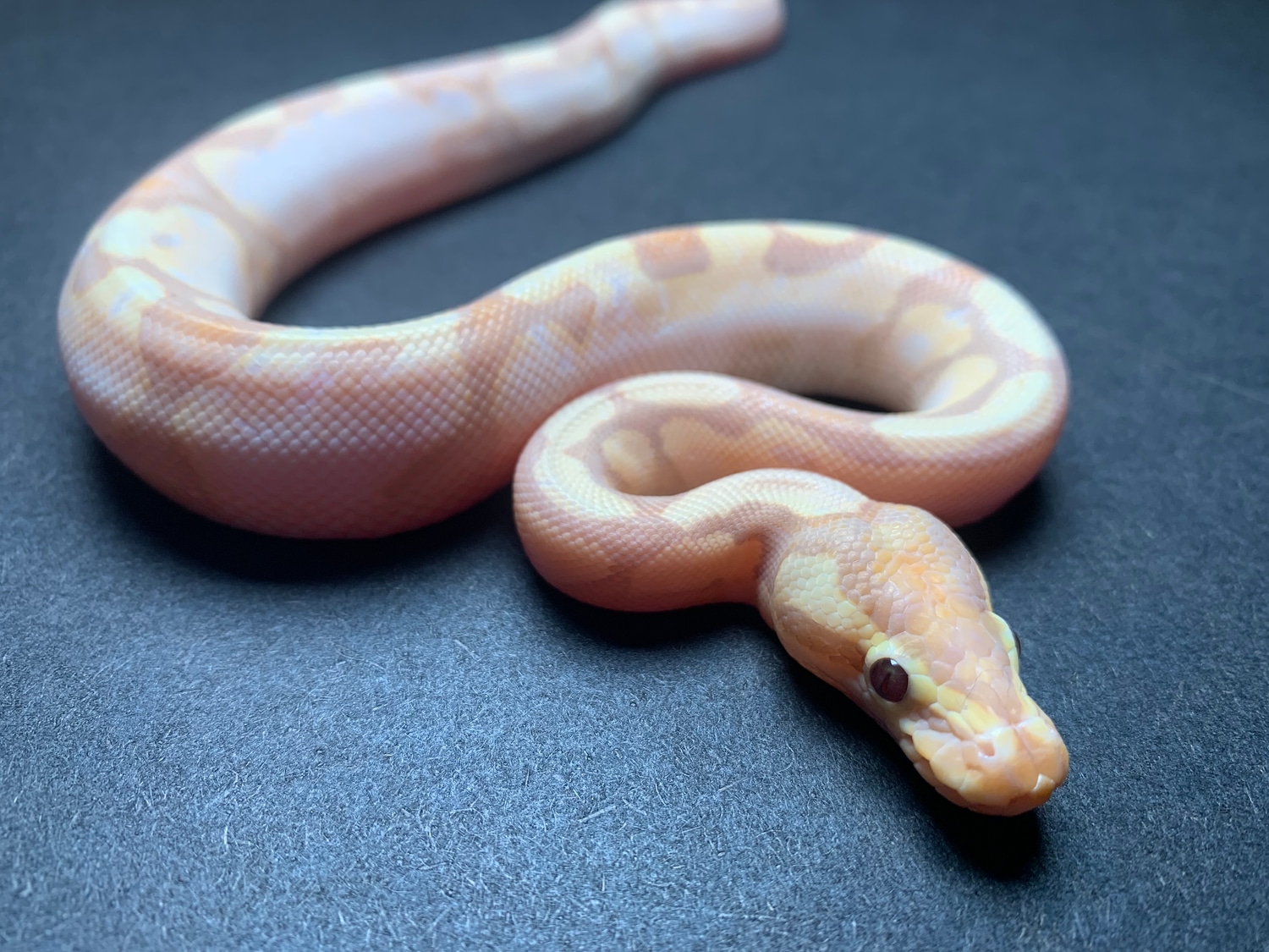 Coral Glow, Enchi, Sugar, Calico, Lesser Pos Vanilla, Leopard Ball ...