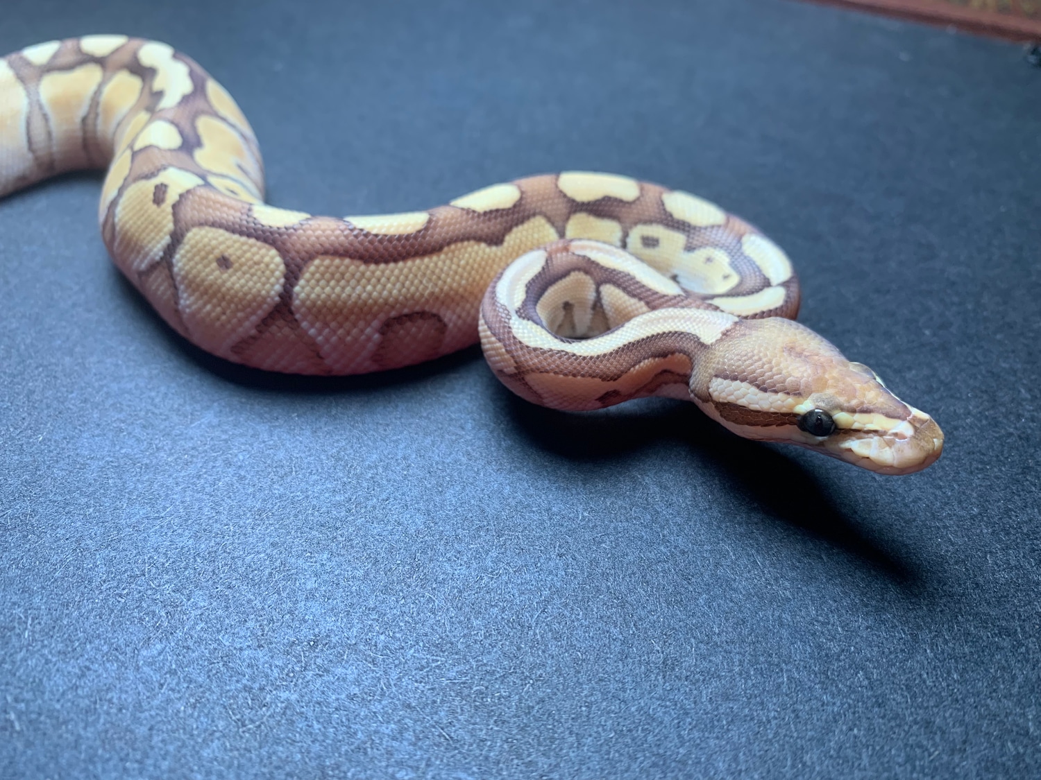 Pastel Vanilla Mojave Het Clown Ball Python by Creation Scales Lab ...