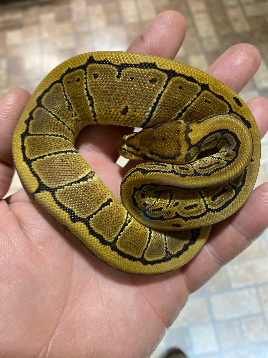 Pinstripe Ball Python by Hometown Pythons - MorphMarket