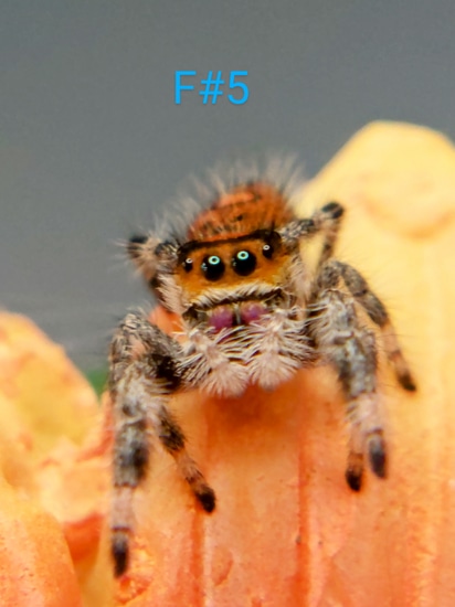 I7 Dragon's Breath Female Regal Jumping Spider by Crystalsjumpers