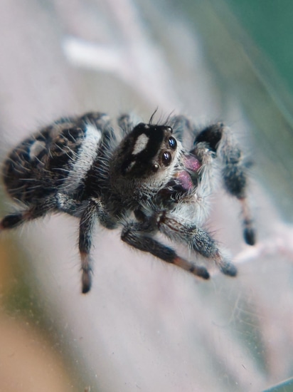 I8 High White Hybrid Regal/otiosus Female Jumping Spider by Crystalsjumpers