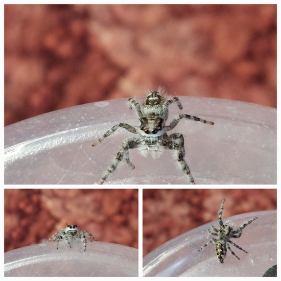 I7 Otiosus Unsexed Captive Bred Jumping Spider by Crystalsjumpers