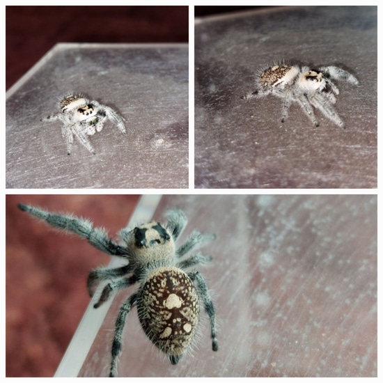 Big Gravid Georgia Girl Regal Jumping Spider by Crystalsjumpers
