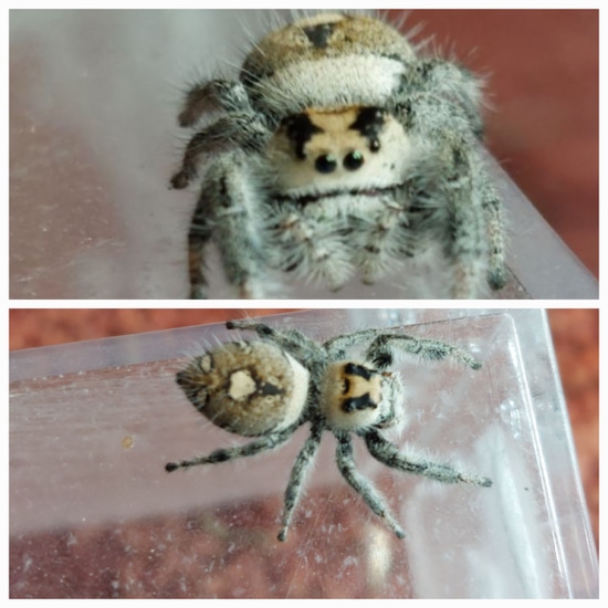 Gravid Female Regal Peach Jumping Spider by Crystalsjumpers