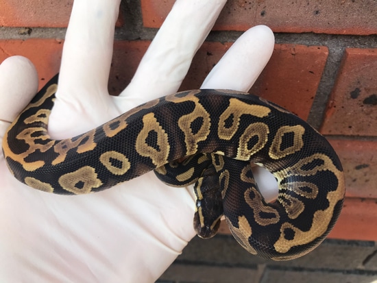 Leopard Mystic Ball Python by Crystal Palace Reptiles