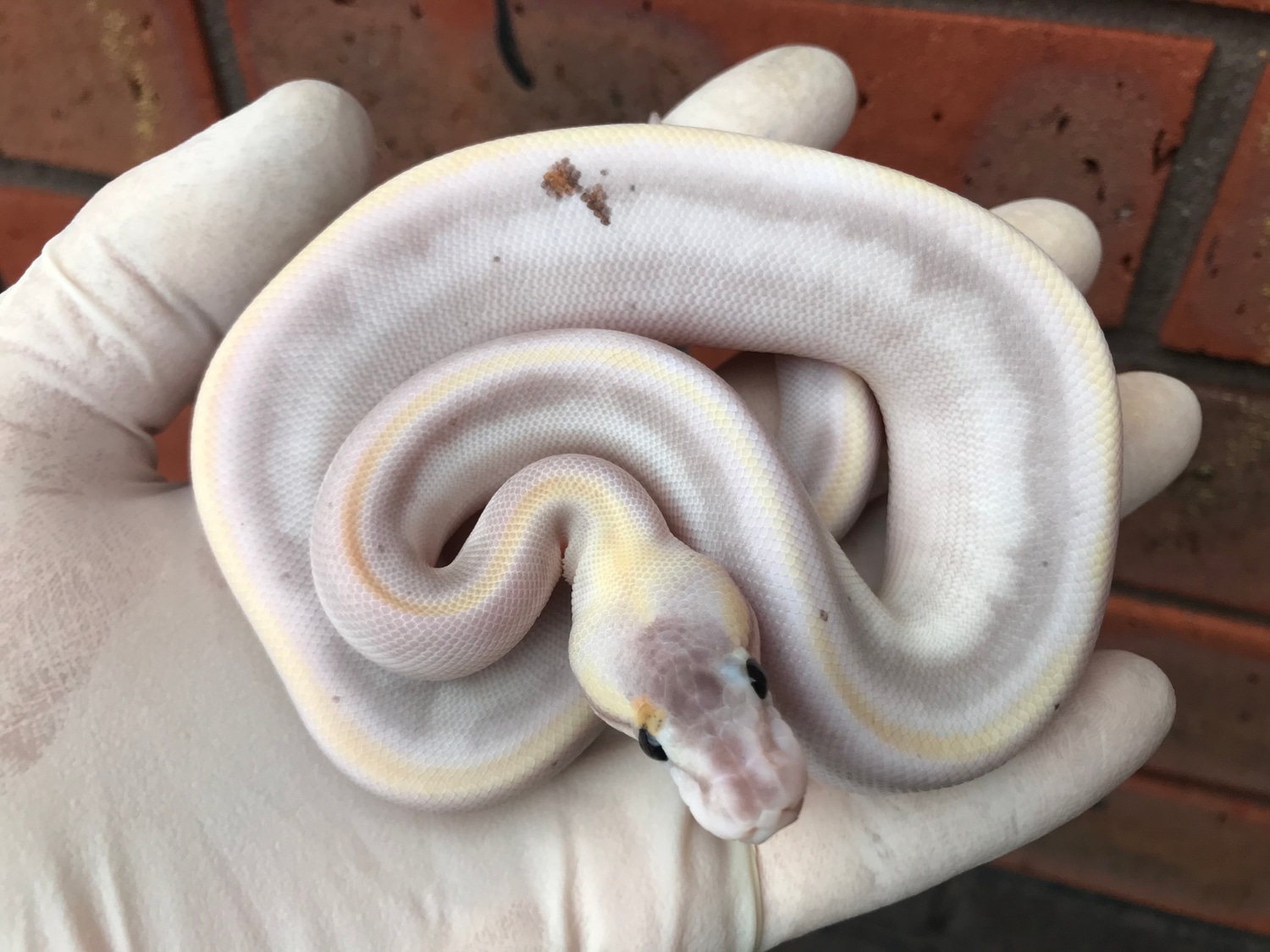 Bamboo Banana BlackPastel Poss Mahogany Or /& Chocolate Ball Python by ...