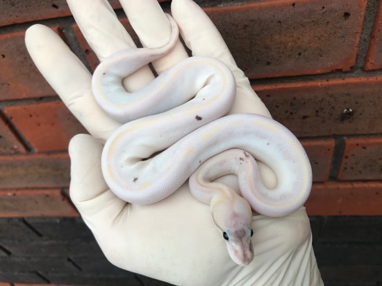 Bamboo Banana BlackPastel Poss Chocolate And Or Mahogany Ball Python by ...