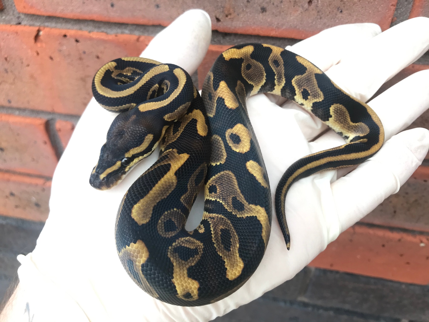 GHI Leopard Ball Python by Crystal Palace Reptiles - MorphMarket