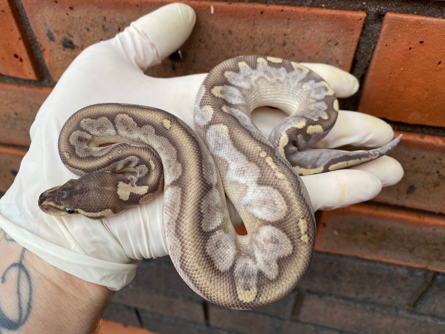 Cinnamon Bamboo Calico Ball Python by Crystal Palace Reptiles - MorphMarket