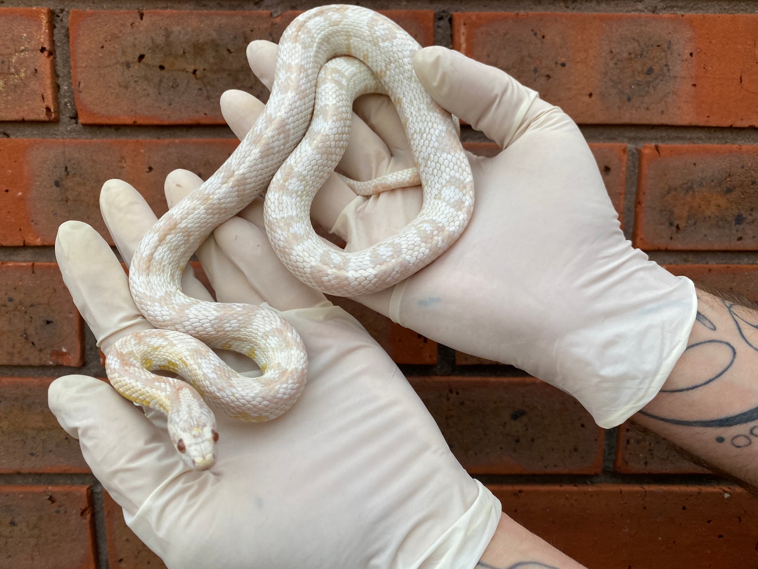 Snow Corn Snake by Crystal Palace Reptiles - MorphMarket