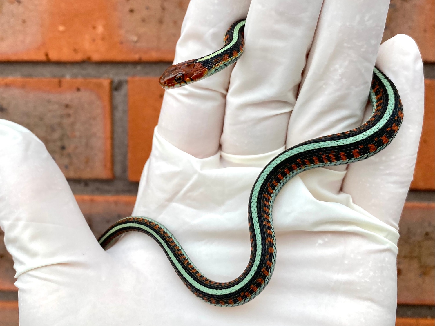Thamnophis Sirtalis Infernalis (Pair Price) Garter Snake by Crystal ...