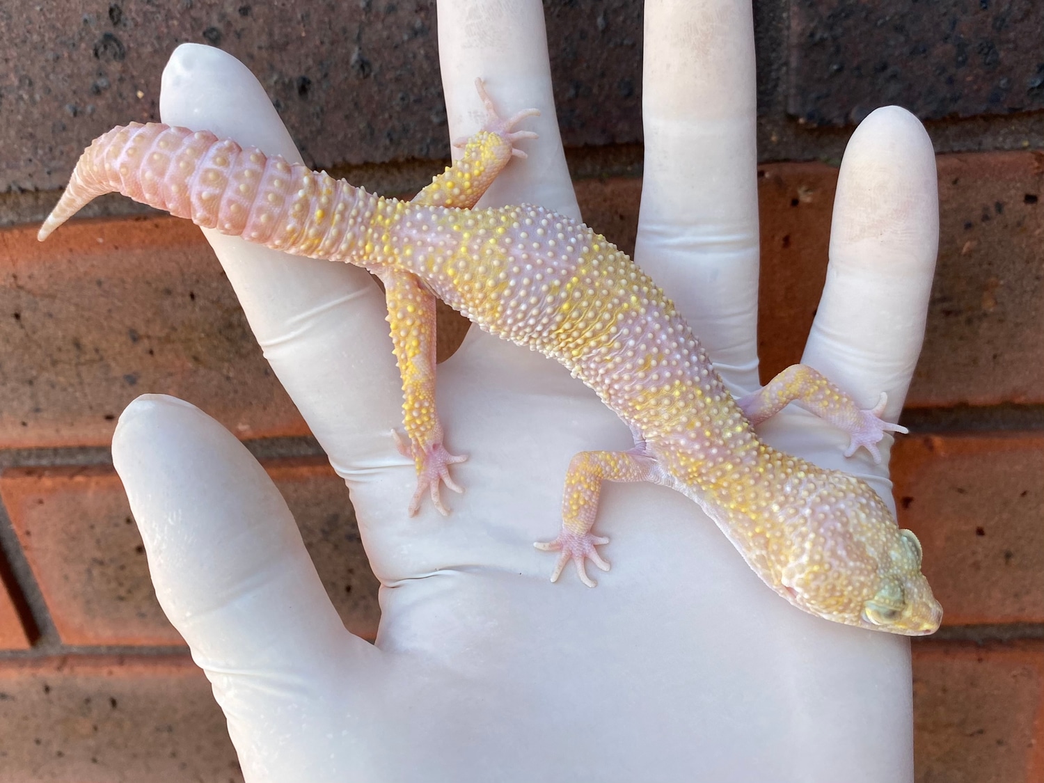 Albino MackSnow (Tremper) Leopard Gecko by Crystal Palace Reptiles ...
