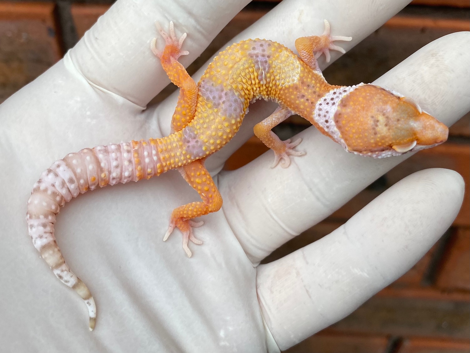 Hybino (Bell) Leopard Gecko by Crystal Palace Reptiles - MorphMarket
