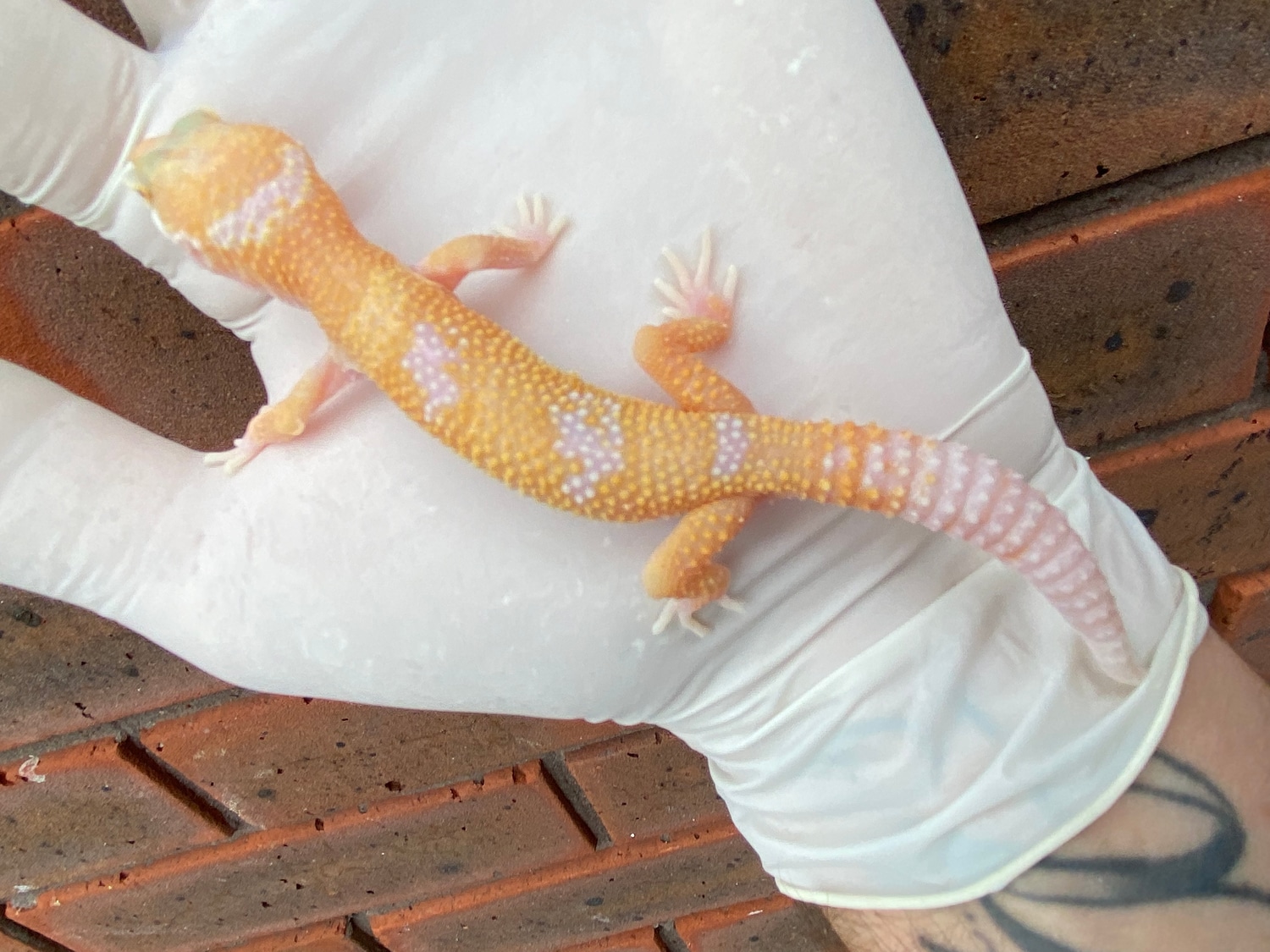 Hybino (Tremper) Leopard Gecko by Crystal Palace Reptiles - MorphMarket