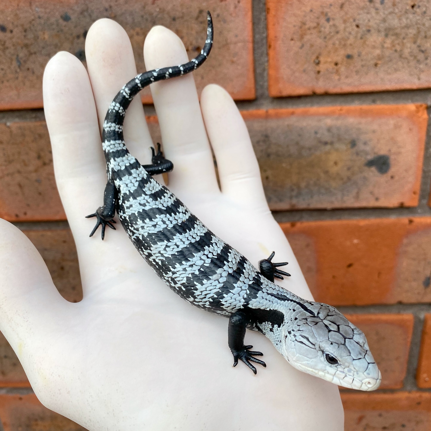 Axanthic Blue Tongue Skink (Tiliqua Gigas Keyensis) Halmahera Blue ...
