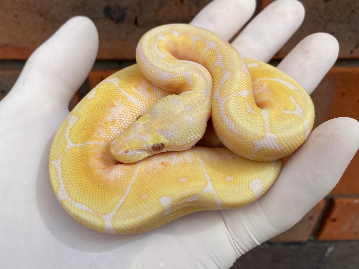 Lavender Albino Bumblebee Ball Python by Crystal Palace Reptiles ...