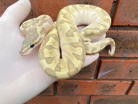 Hypo Bamboo Super Enchi (Orange Ghost) Ball Python by Crystal Palace ...