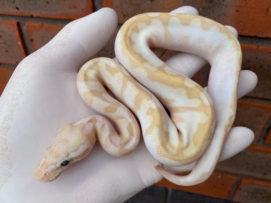 Bamboo Banana Pastel Calico Ball Python by Crystal Palace Reptiles